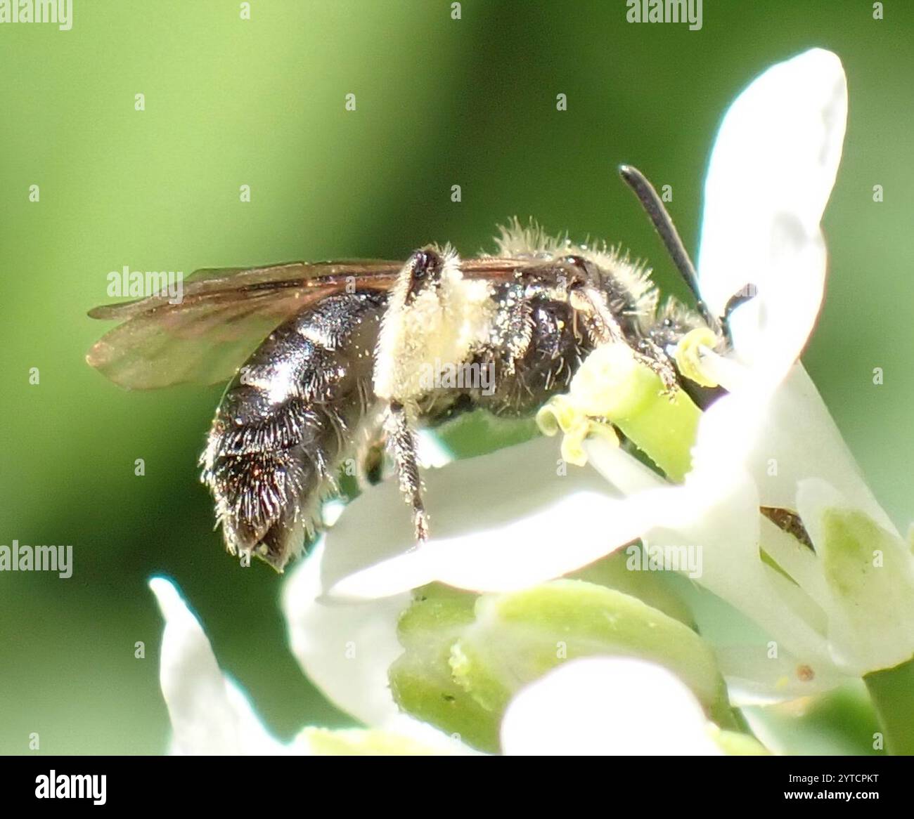 Mining Bees (Andrena Stock Photo - Alamy