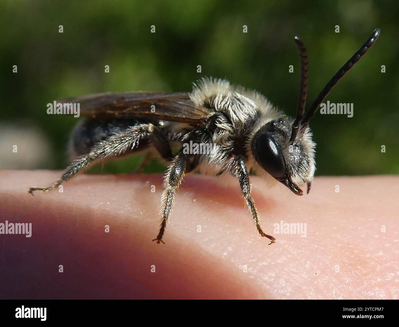 Mining Bees (Andrena Stock Photo - Alamy