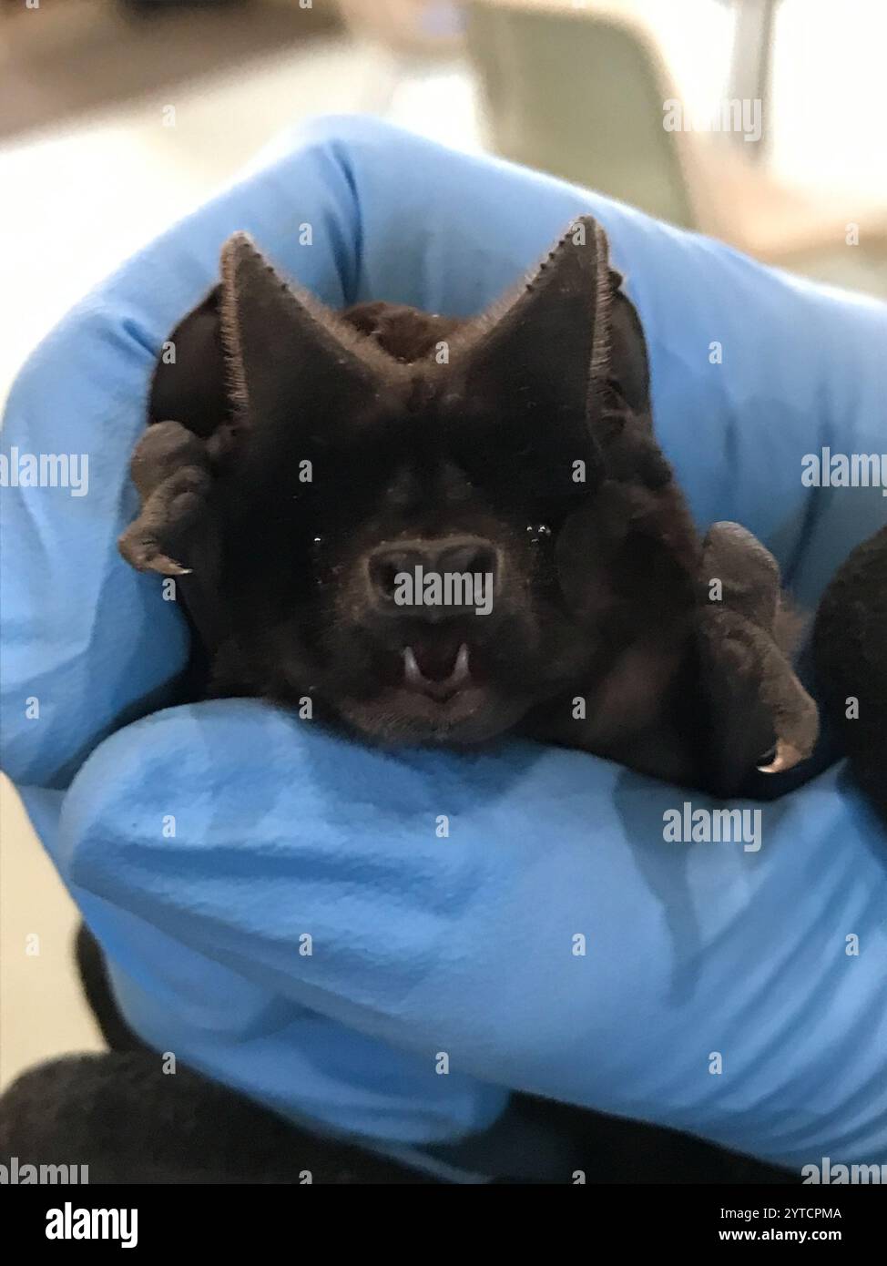 White-striped Free-tailed Bat (Austronomus australis Stock Photo - Alamy