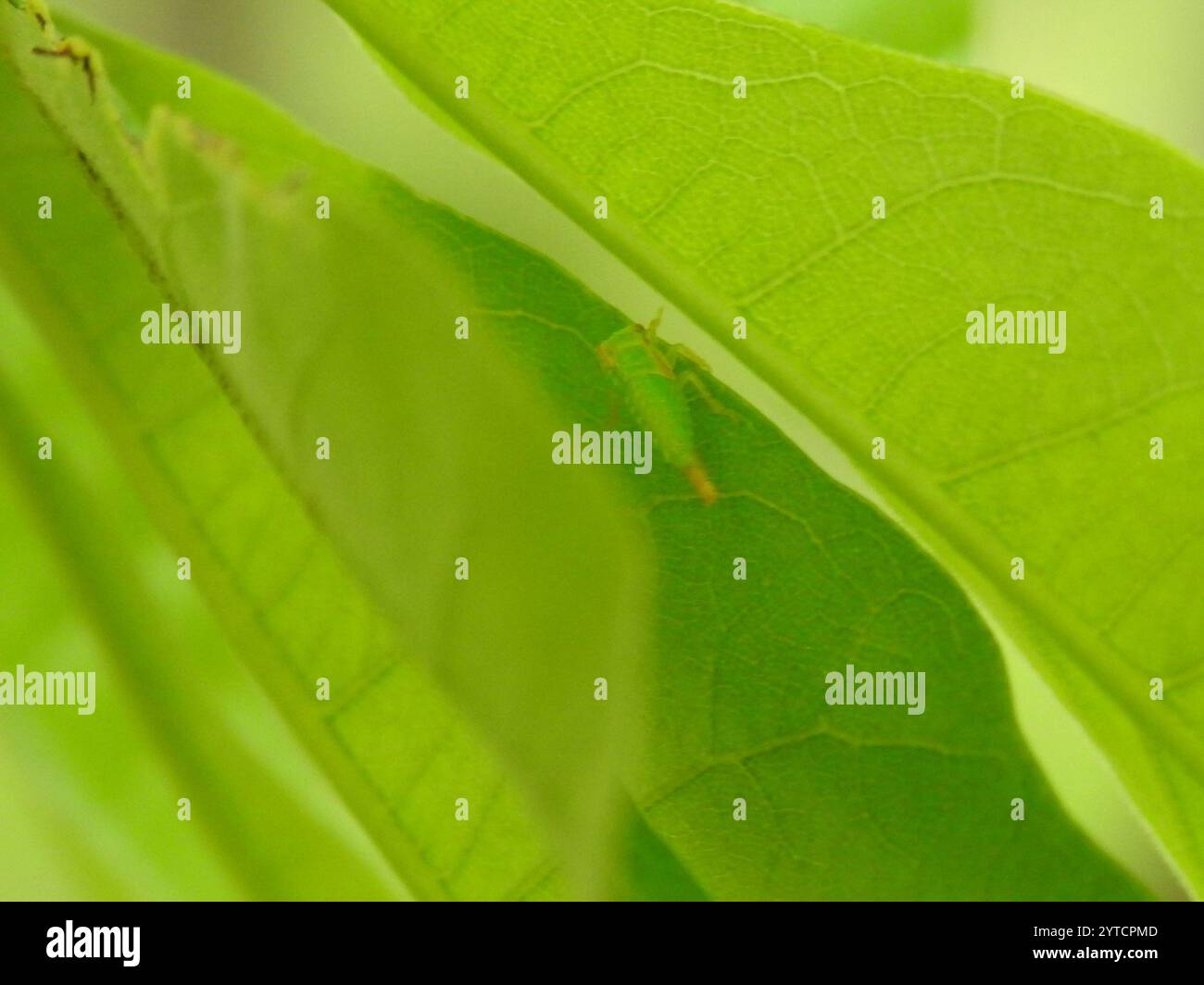 Typical Treehoppers (Membracidae Stock Photo - Alamy