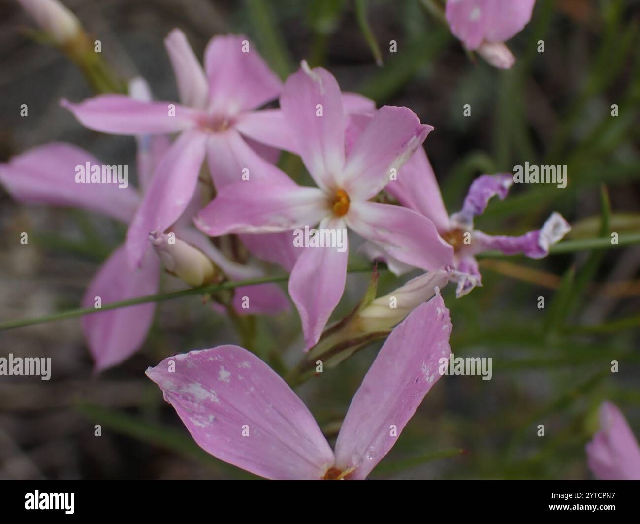 Phlox longifolia hi-res stock photography and images - Alamy