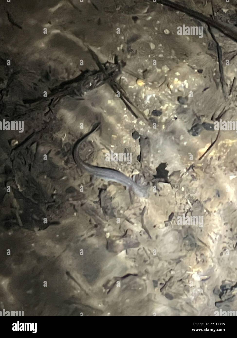 Cascade Caverns Salamander (Eurycea latitans Stock Photo - Alamy