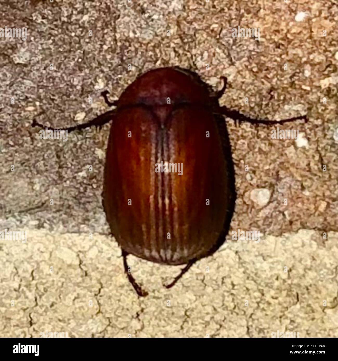 Asiatic Garden Beetle (Maladera formosae Stock Photo - Alamy
