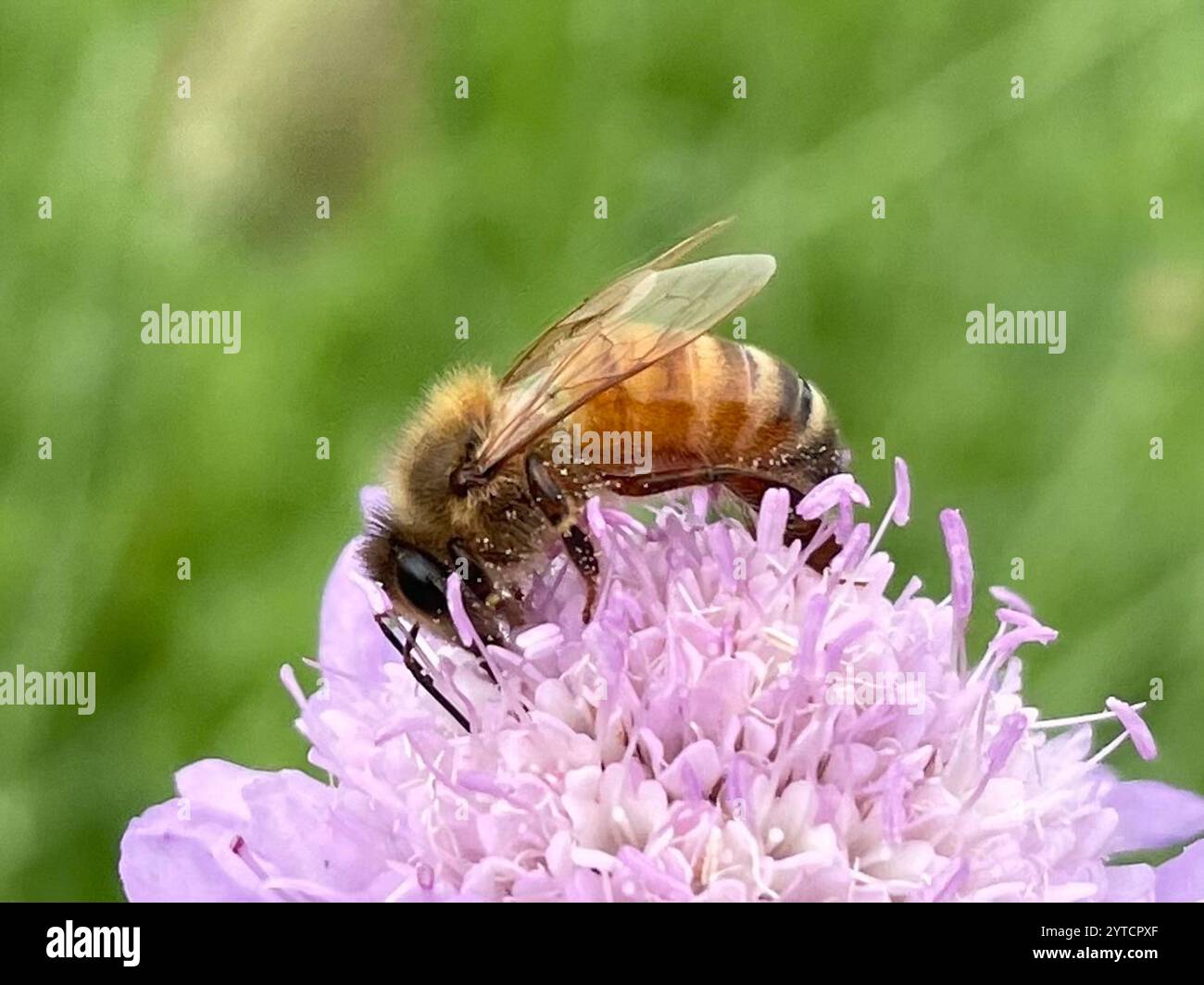 Western Honey Bee (Apis mellifera Stock Photo - Alamy