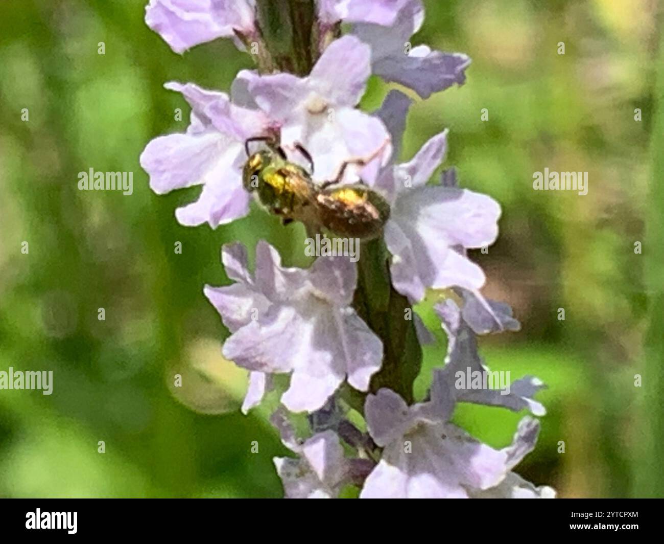 Augochlorine Sweat Bees (Augochlorini Stock Photo - Alamy