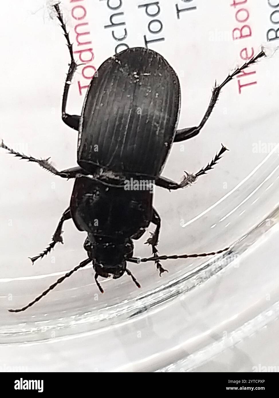 Abax parallelepipedus hi-res stock photography and images - Alamy