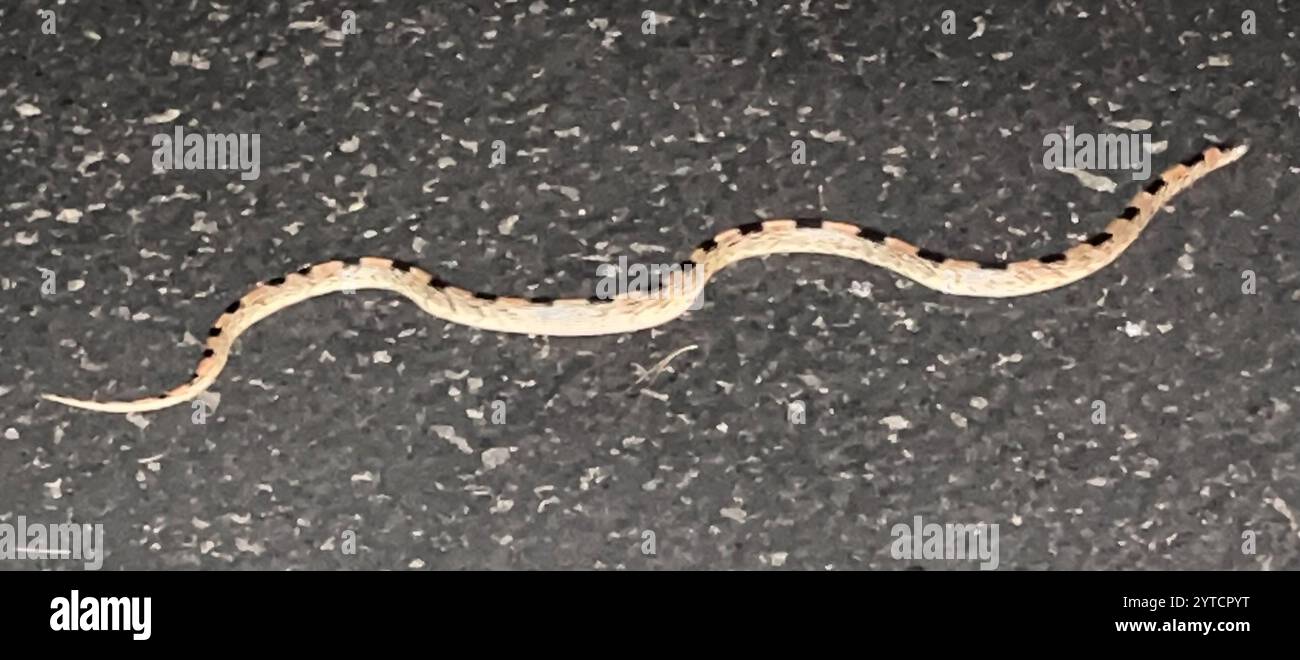 Long-nosed Snake (Rhinocheilus lecontei Stock Photo - Alamy