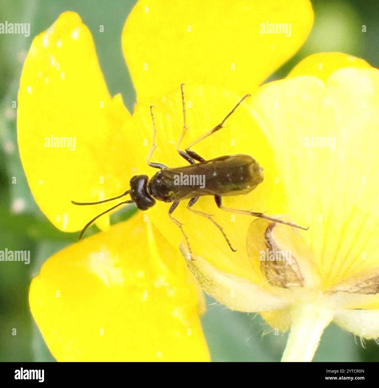 Stem sawflies hi-res stock photography and images - Alamy