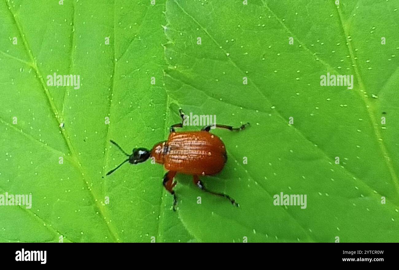 Hazel leaf-roller weevil (Apoderus coryli Stock Photo - Alamy