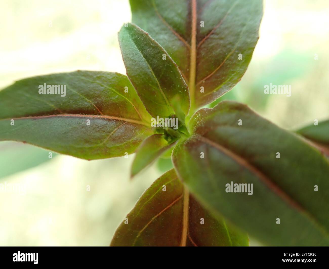 Clarkia rhomboidea hi-res stock photography and images - Alamy