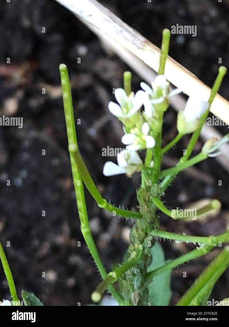 wavy bittercress (Cardamine flexuosa Stock Photo - Alamy