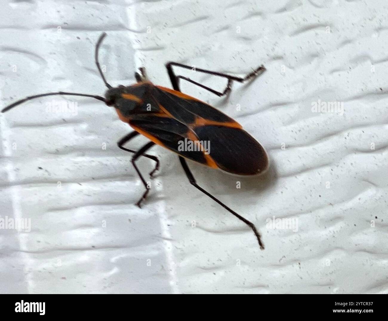 Eastern Boxelder Bug (Boisea trivittata Stock Photo - Alamy