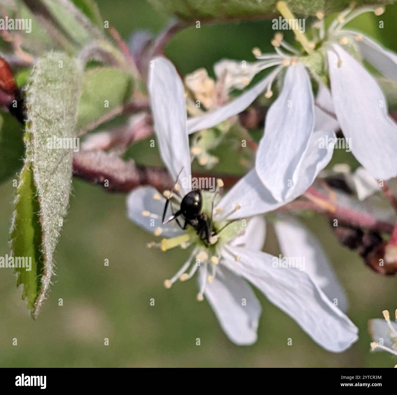 Silky Field Ant (Formica subsericea Stock Photo - Alamy
