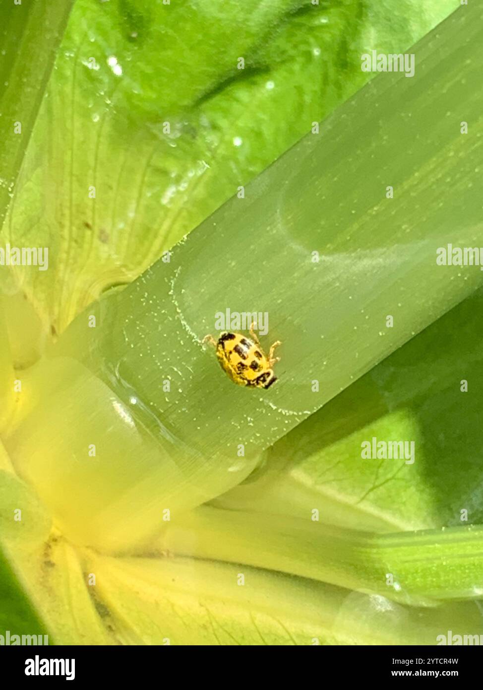 Fourteen-spotted Lady Beetle (Propylea quatuordecimpunctata Stock Photo ...