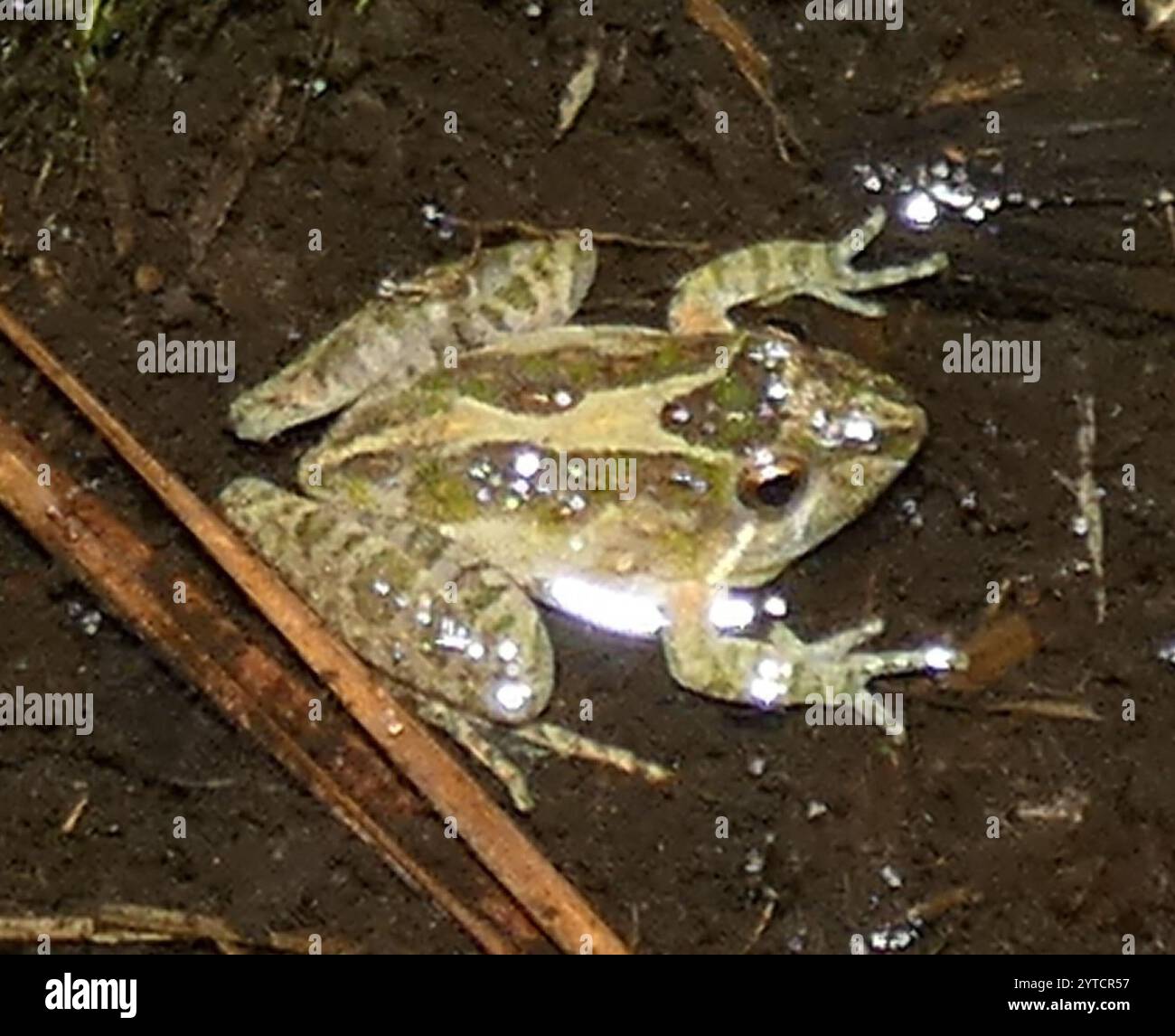Southern Cricket Frog (Acris gryllus Stock Photo - Alamy