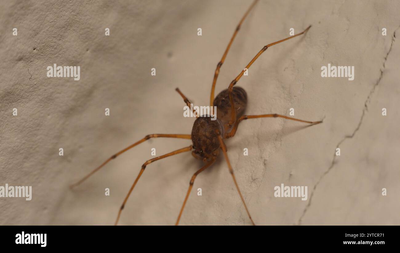 Univittata hi-res stock photography and images - Alamy