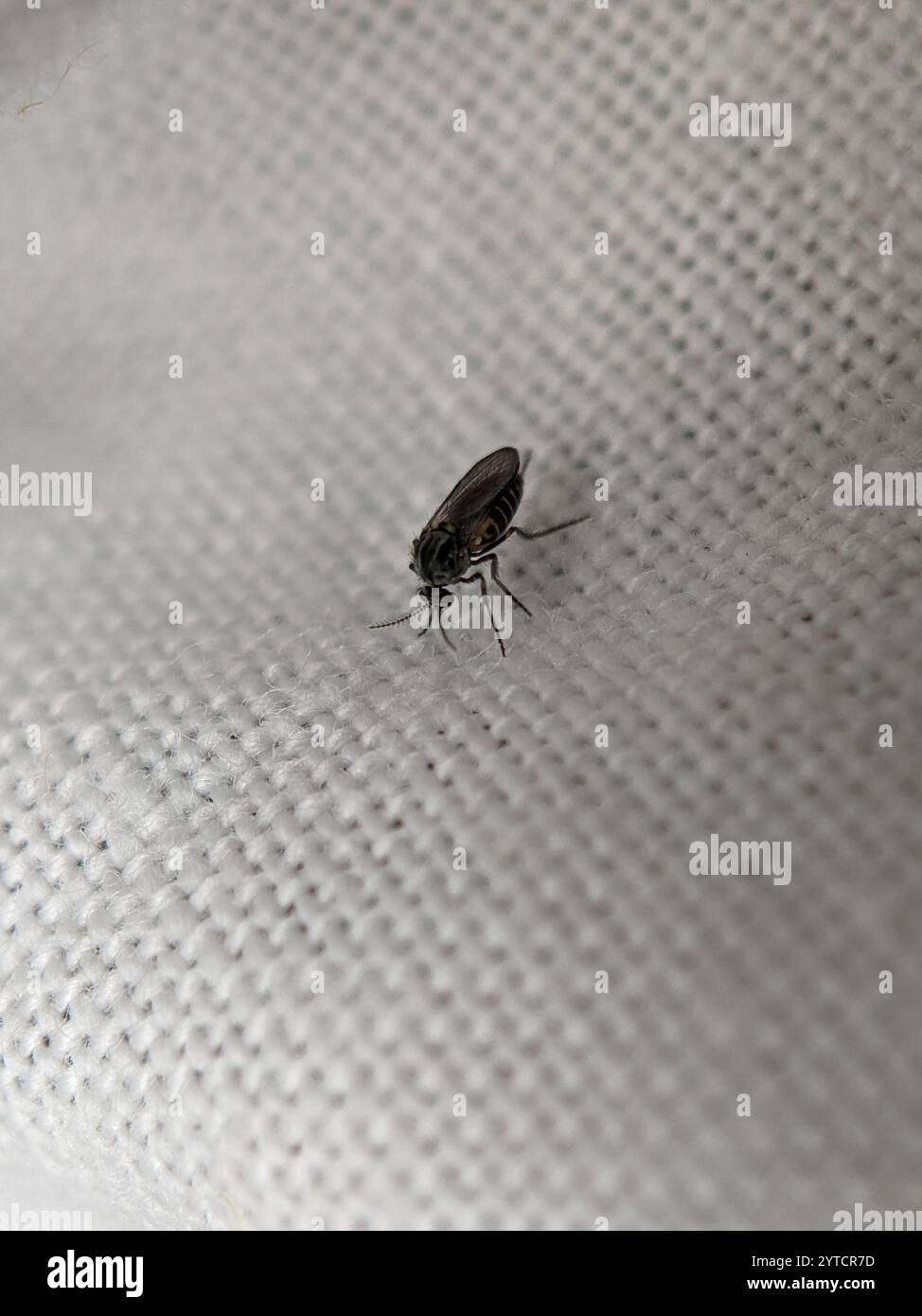 Biting Midges (Ceratopogonidae Stock Photo - Alamy