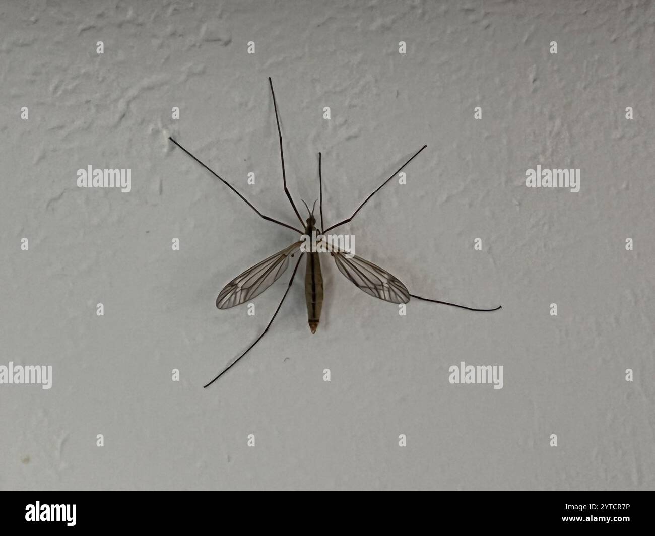 Cranefly tipula vernalis hi-res stock photography and images - Alamy