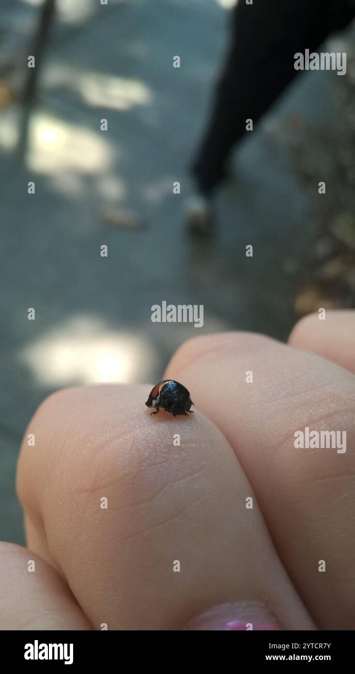 Cactus lady beetle hi-res stock photography and images - Alamy