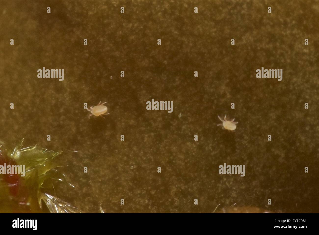 Mites and Ticks (Acari Stock Photo - Alamy