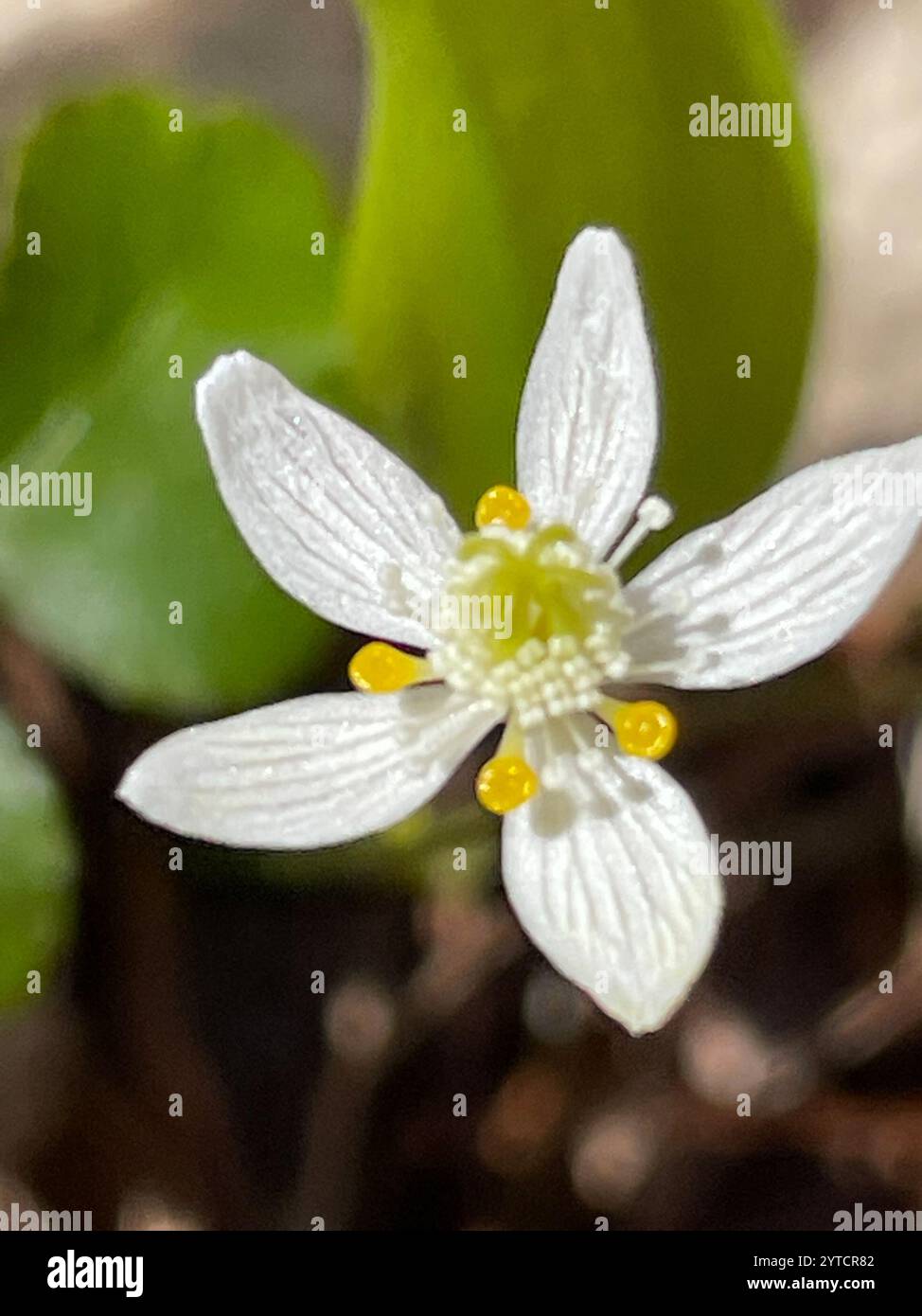 threeleaf goldthread (Coptis trifolia Stock Photo - Alamy