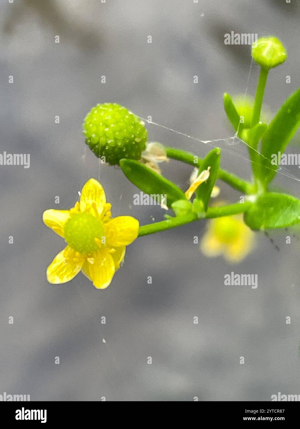 cursed crowfoot (Ranunculus sceleratus Stock Photo - Alamy