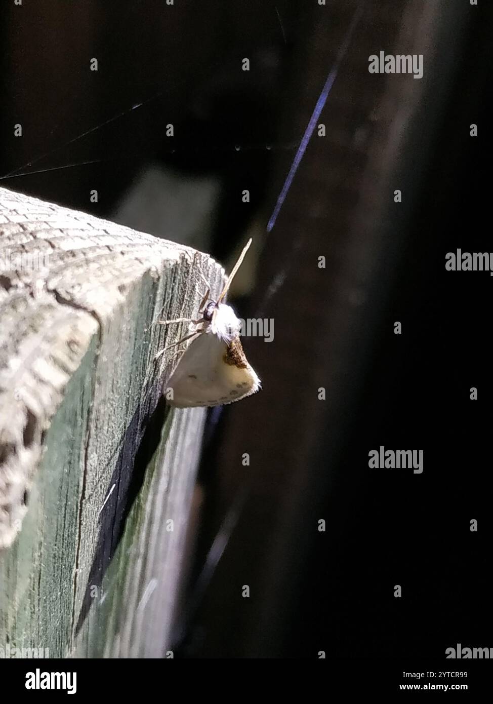 Cilix hi-res stock photography and images - Alamy