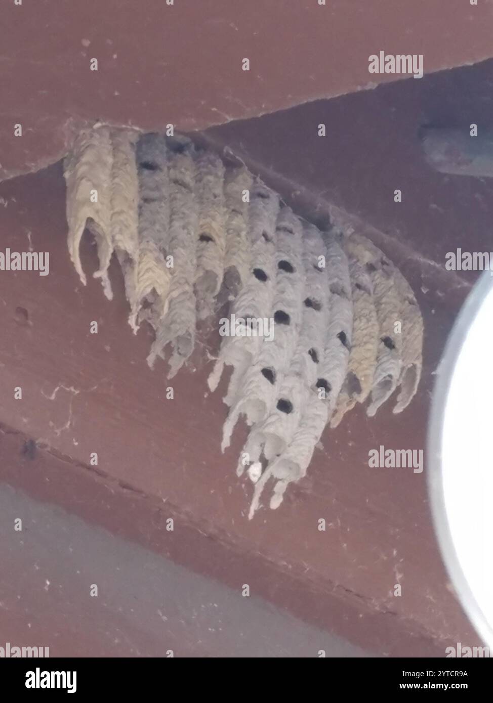 Organ-pipe Mud-dauber Wasp (Trypoxylon politum Stock Photo - Alamy