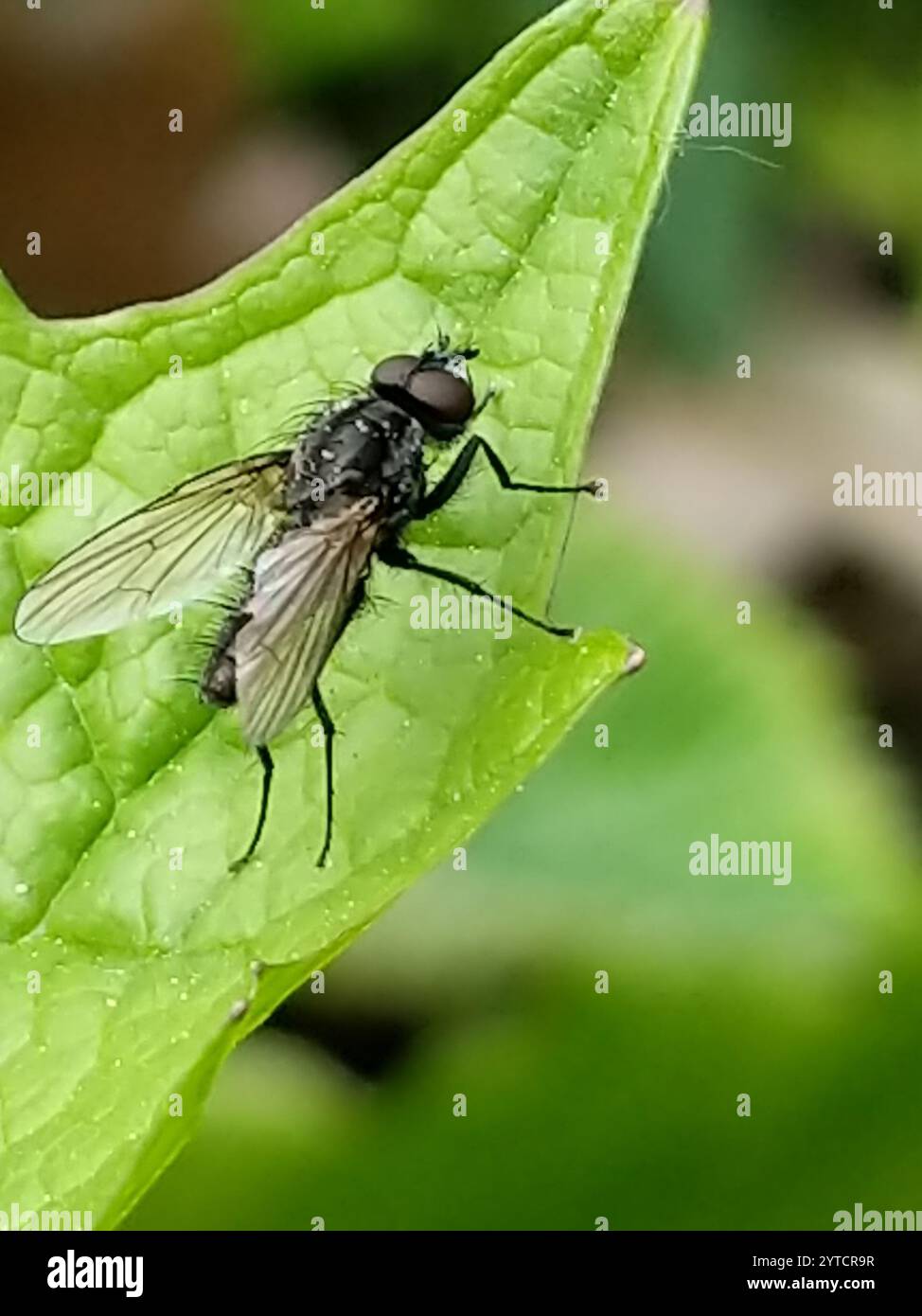 Muscoid Flies (Muscoidea Stock Photo - Alamy
