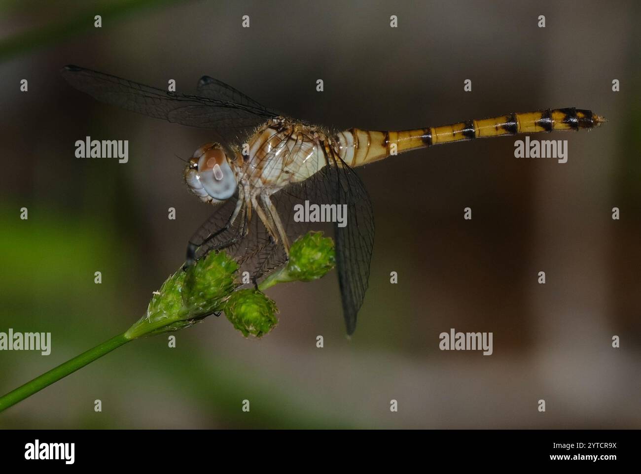 Blue-faced Meadowhawk (Sympetrum ambiguum Stock Photo - Alamy