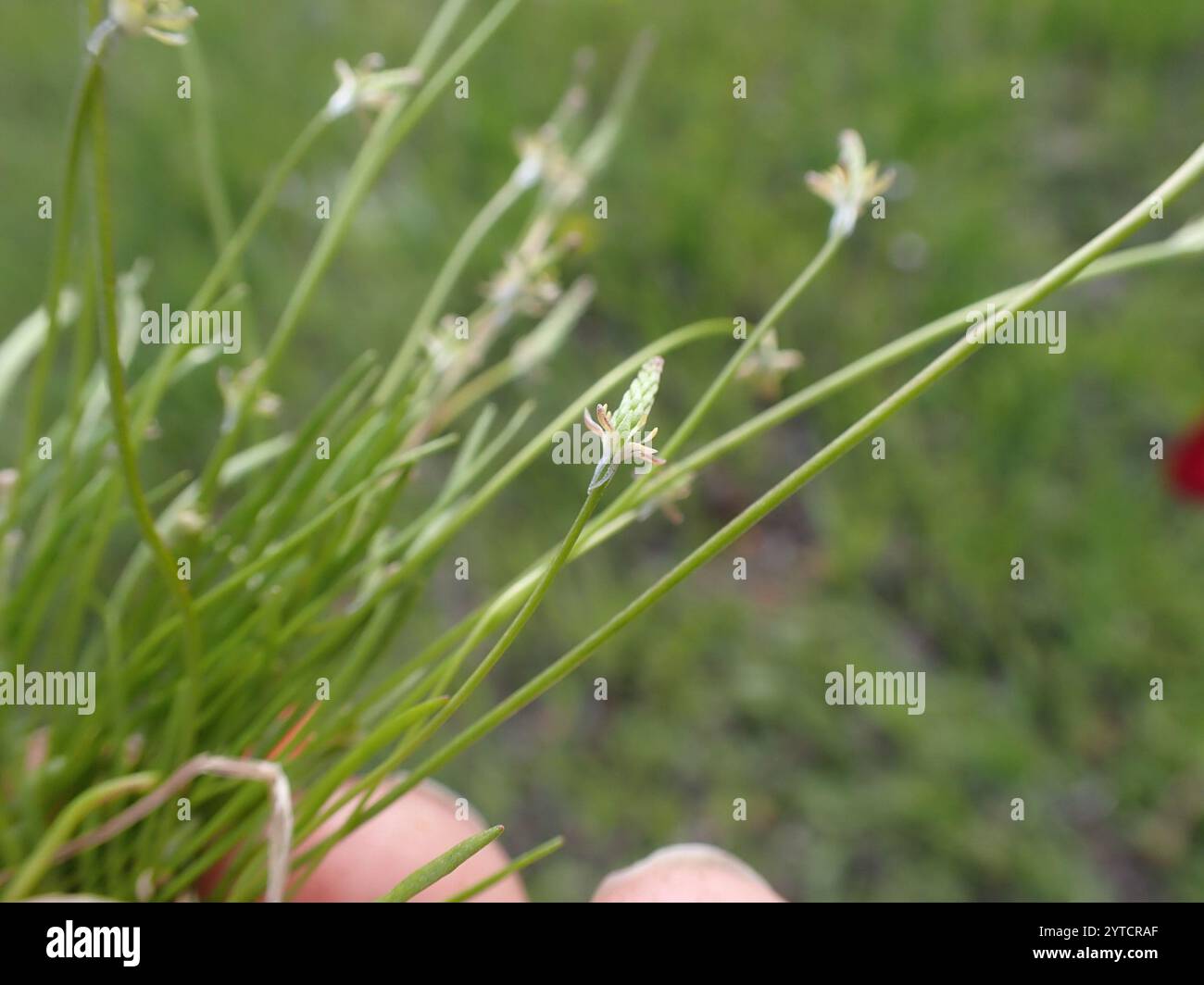 Tiny Mousetail (Myosurus minimus Stock Photo - Alamy