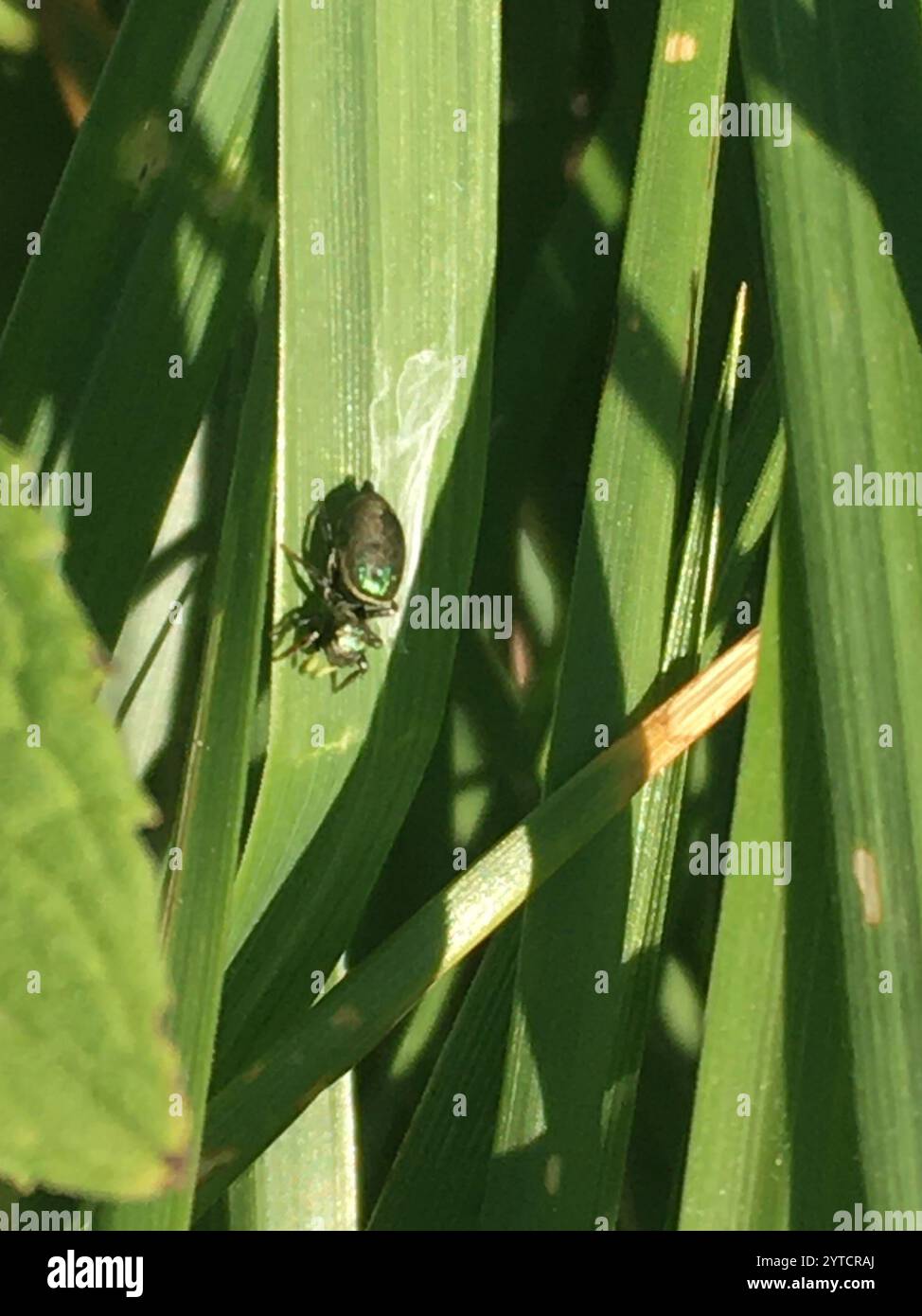 Copper sun jumper hi-res stock photography and images - Alamy