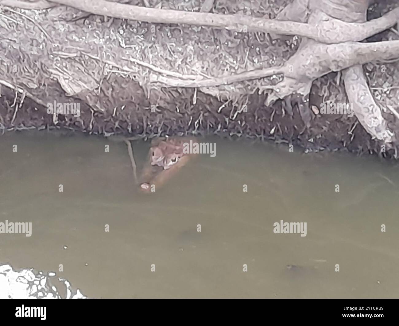 Brown Caiman (Caiman crocodilus fuscus Stock Photo - Alamy