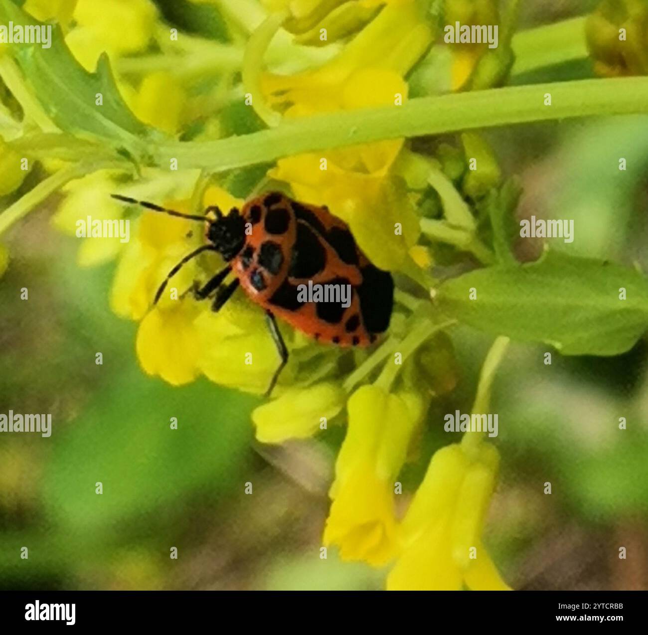 Eurydema dominulus hi-res stock photography and images - Alamy