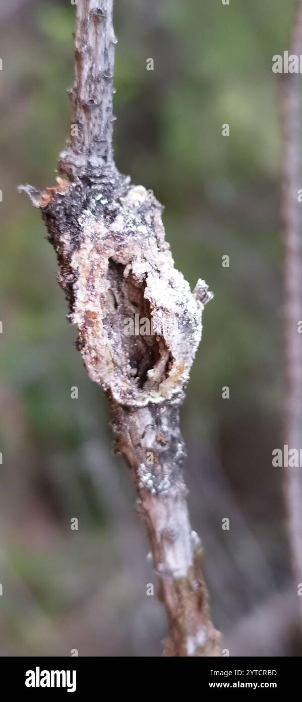 Pine Resin-gall Moth (Retinia resinella Stock Photo - Alamy