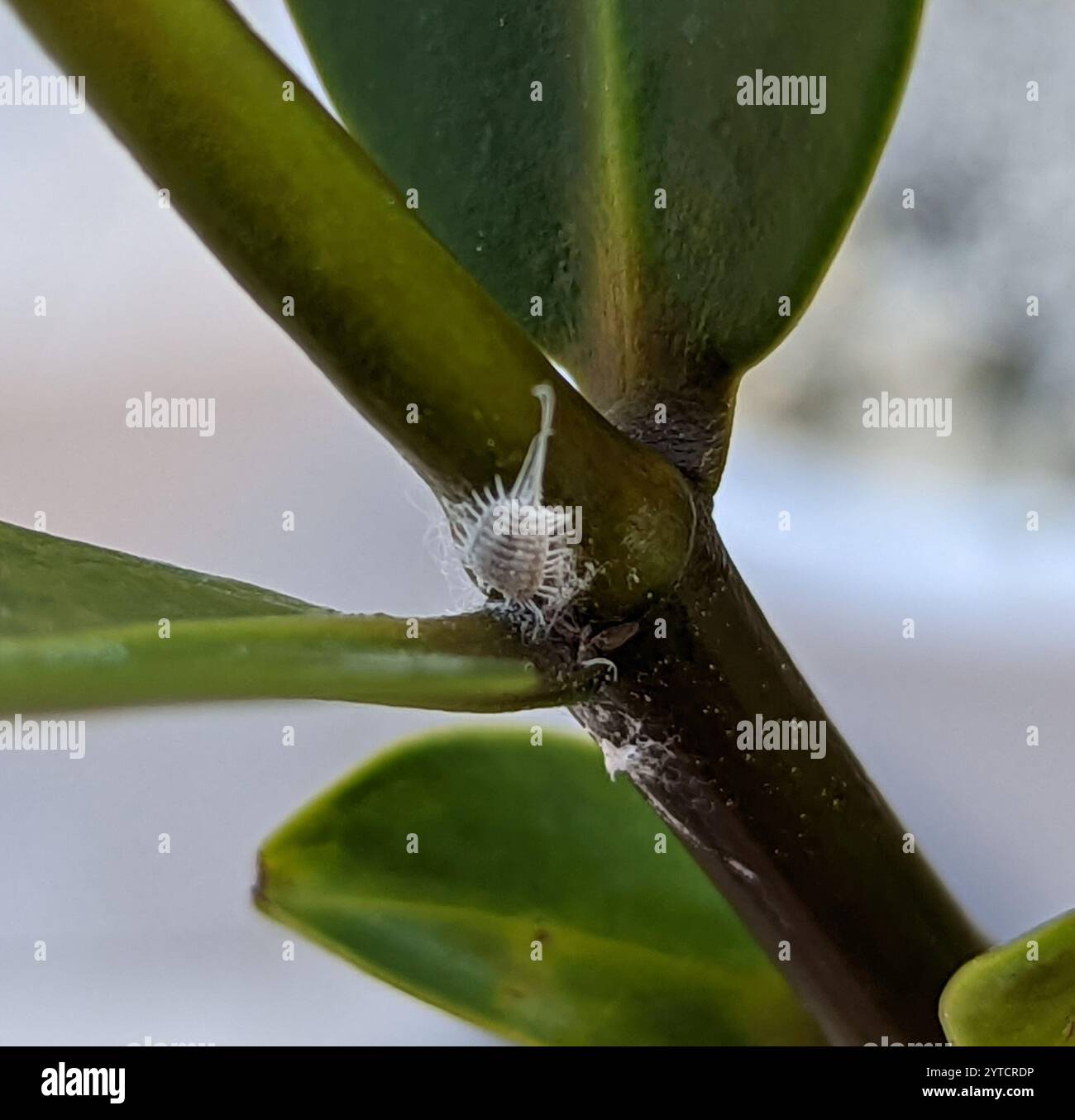 long-tailed mealybug (Pseudococcus longispinus Stock Photo - Alamy