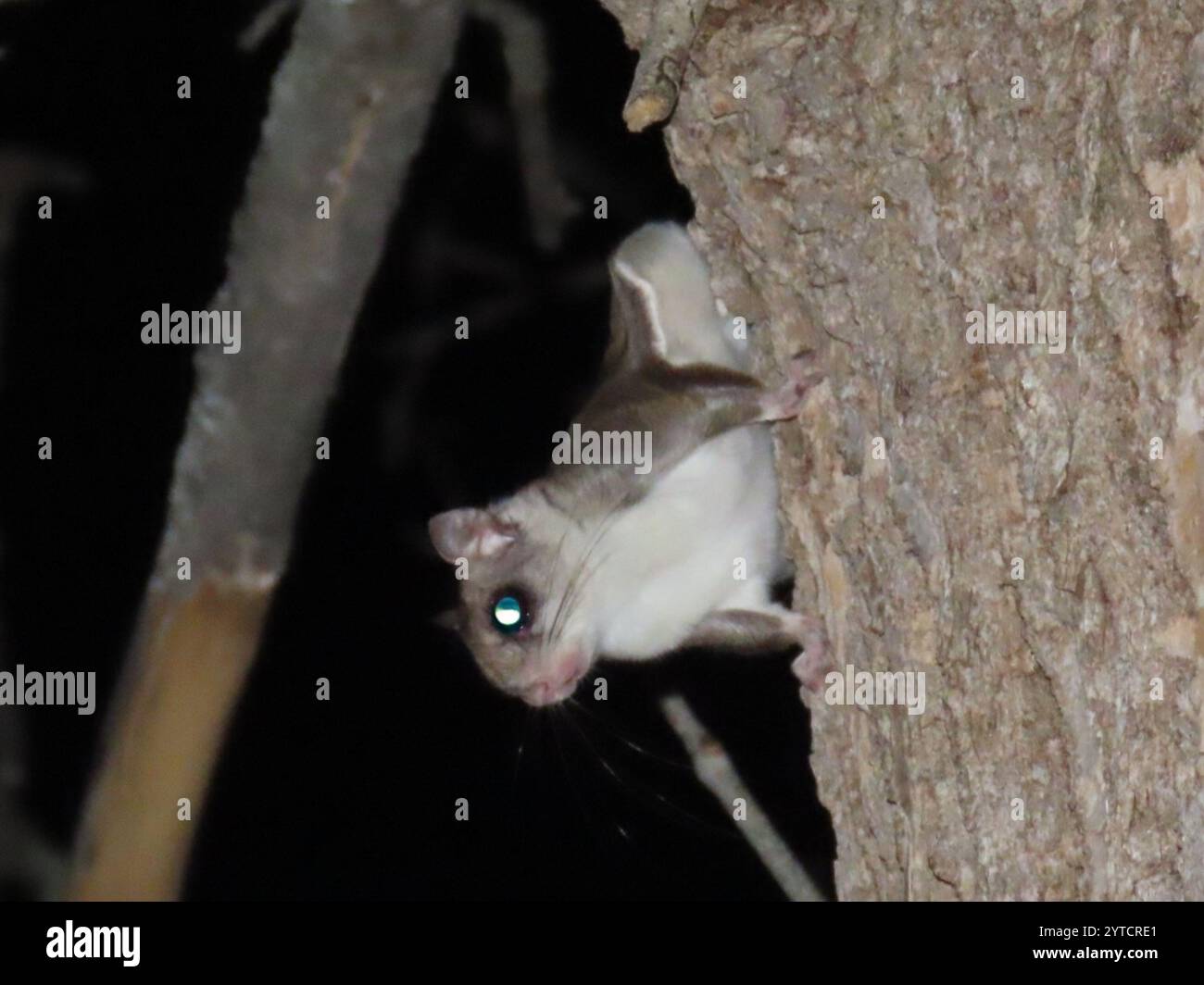 Northern Flying Squirrel (Glaucomys sabrinus Stock Photo - Alamy