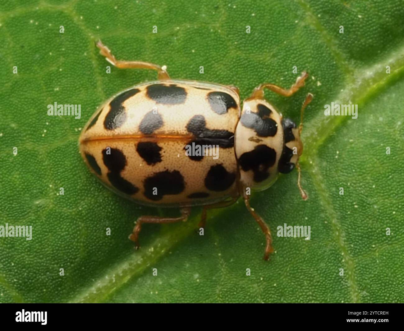 Marsh lady beetle hi-res stock photography and images - Alamy