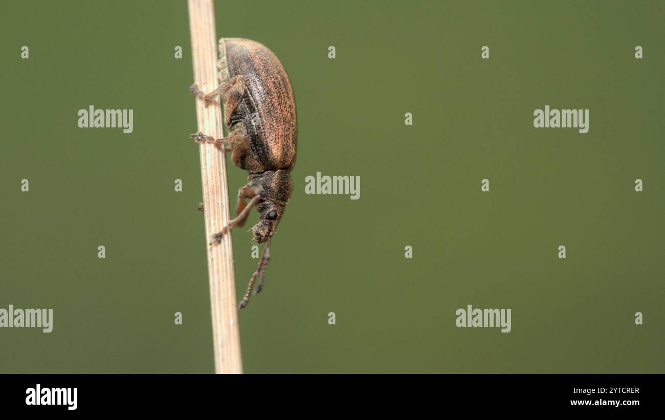 Common Leaf Weevil (Phyllobius pyri Stock Photo - Alamy