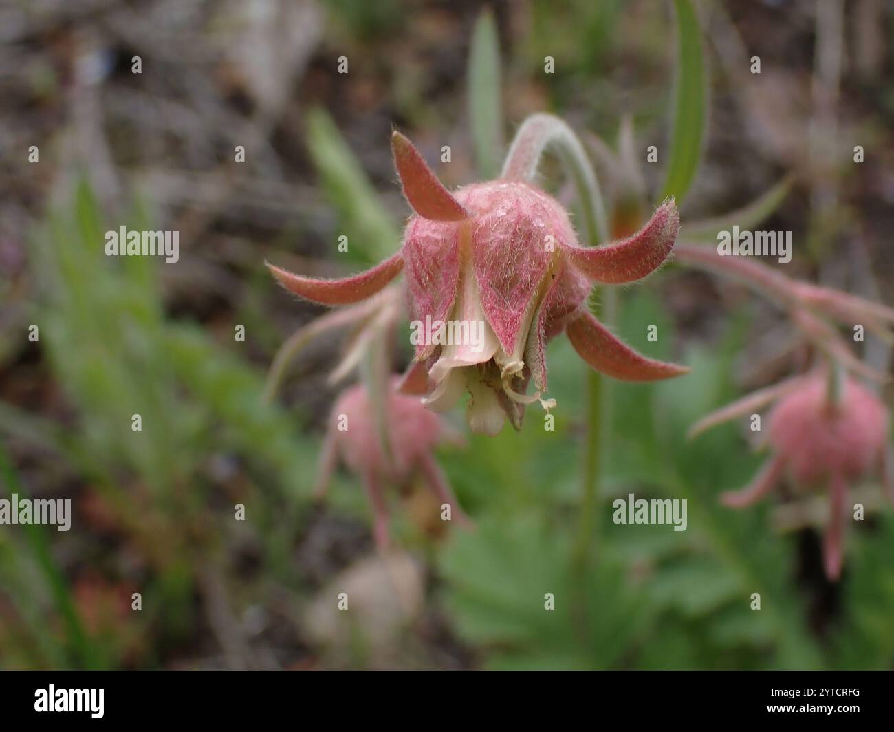 prairie smoke (Geum triflorum Stock Photo - Alamy