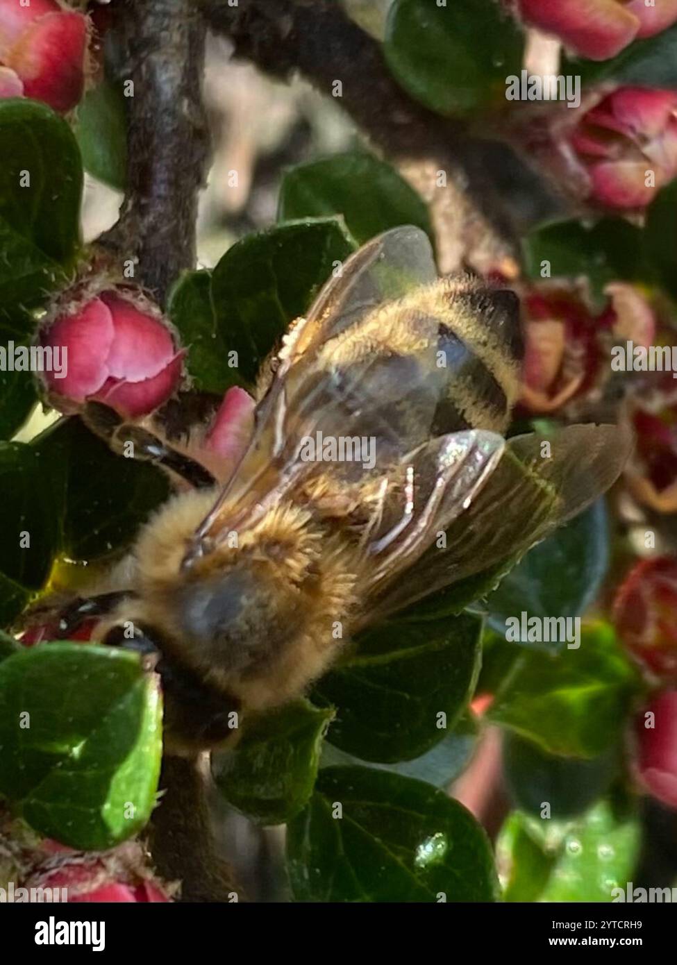Western Honey Bee (Apis mellifera Stock Photo - Alamy