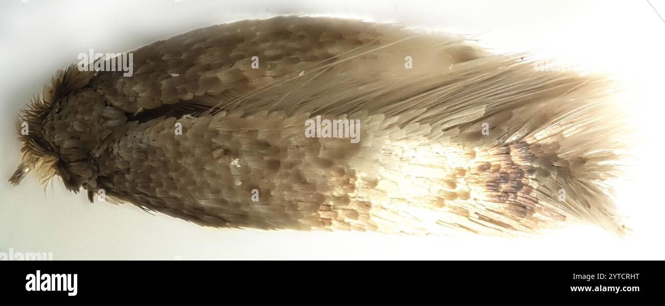 Nepticulidae hi-res stock photography and images - Alamy