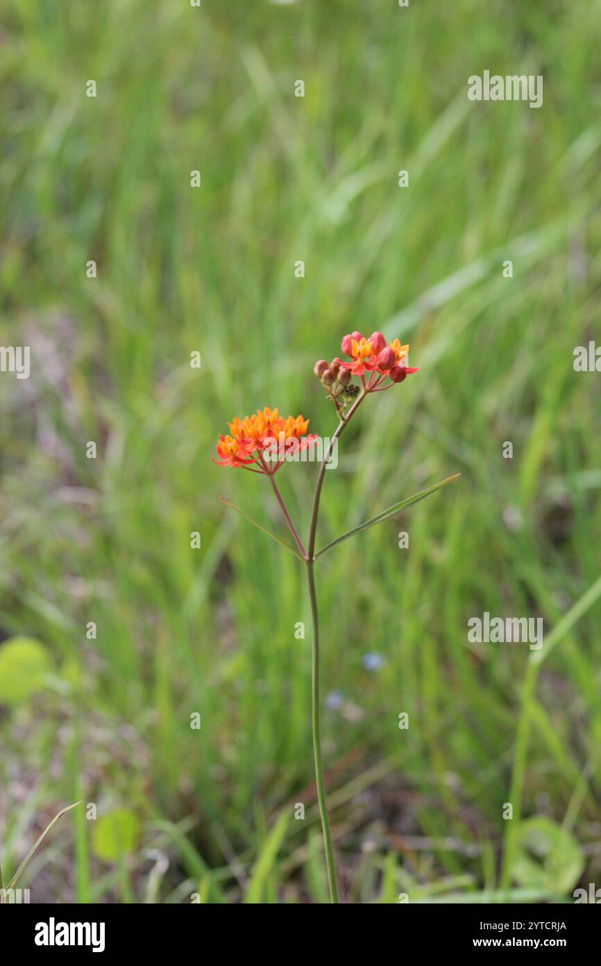 Asclepias lanceolata hi-res stock photography and images - Alamy