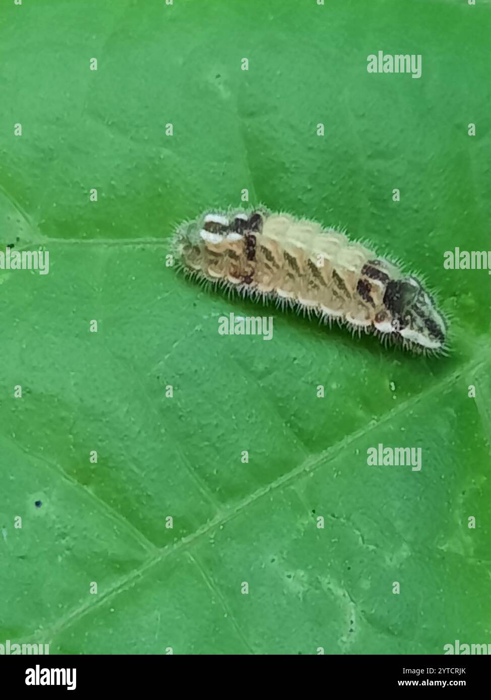 Gossamer-winged Butterflies (Lycaenidae Stock Photo - Alamy