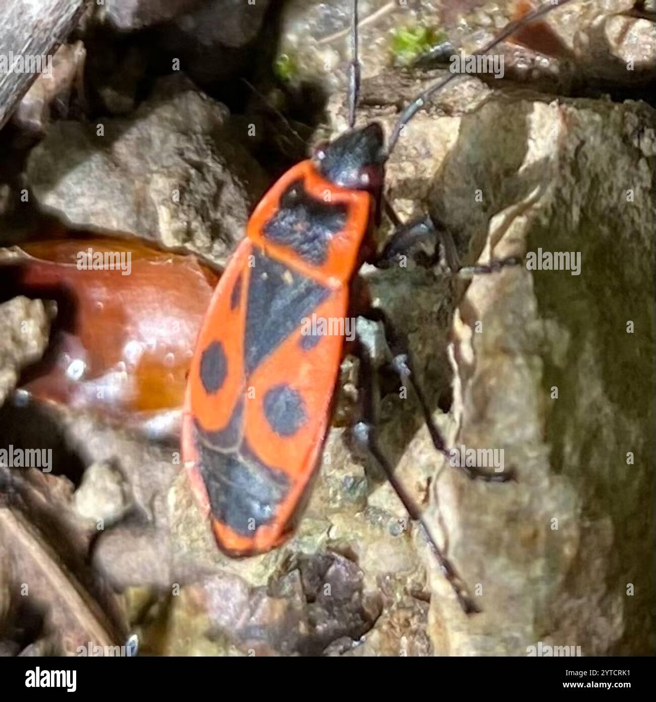 European Firebug (Pyrrhocoris apterus Stock Photo - Alamy