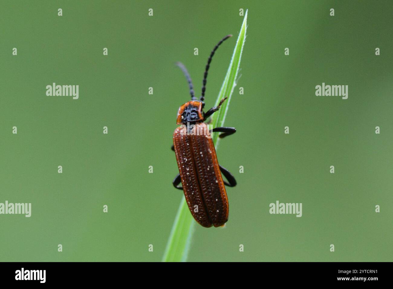 Cosnard’s net winged beetle hi-res stock photography and images - Alamy