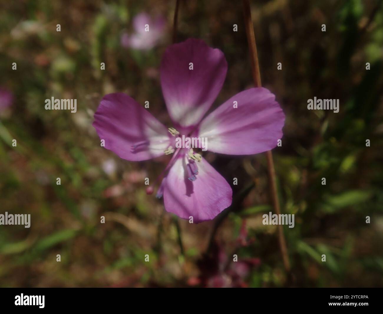 Lewis' Clarkia (Clarkia lewisii Stock Photo - Alamy