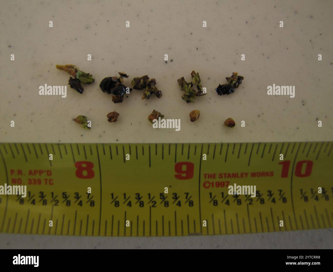 One-seed Juniper (Juniperus monosperma Stock Photo - Alamy