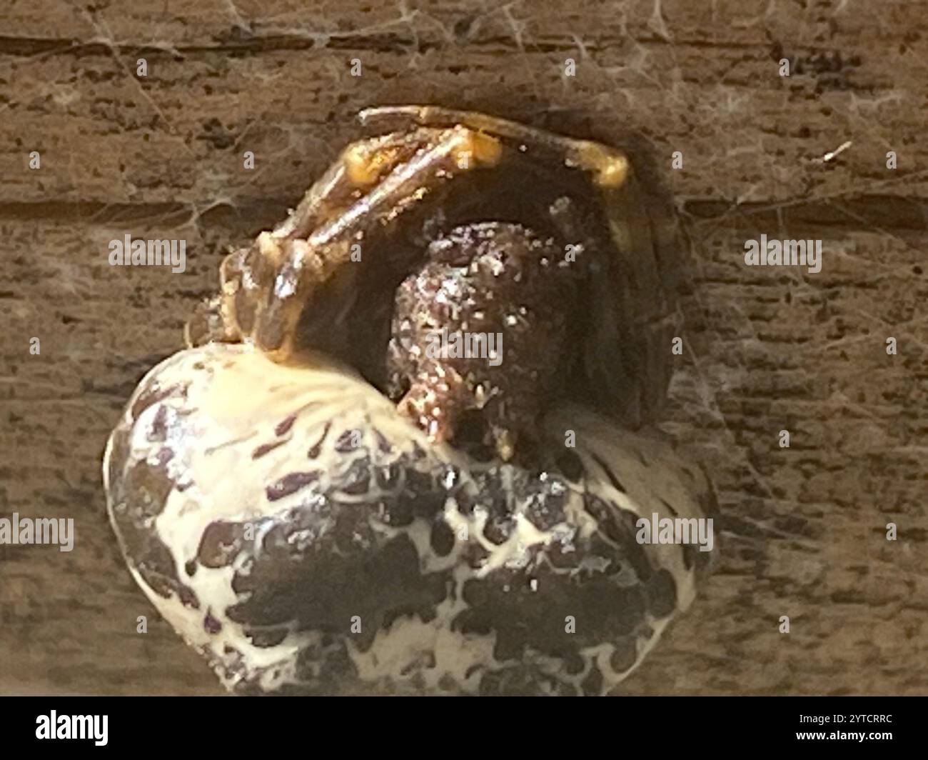 Southern Bolas Spider (Mastophora cornigera Stock Photo - Alamy