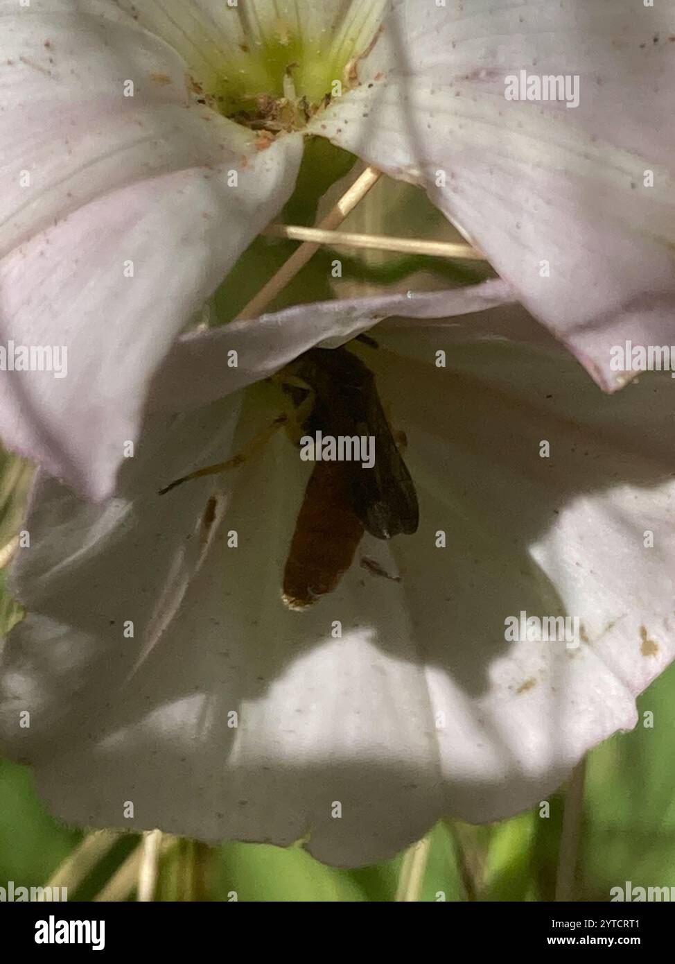 Ants, Bees, Wasps, and Sawflies (Hymenoptera Stock Photo - Alamy